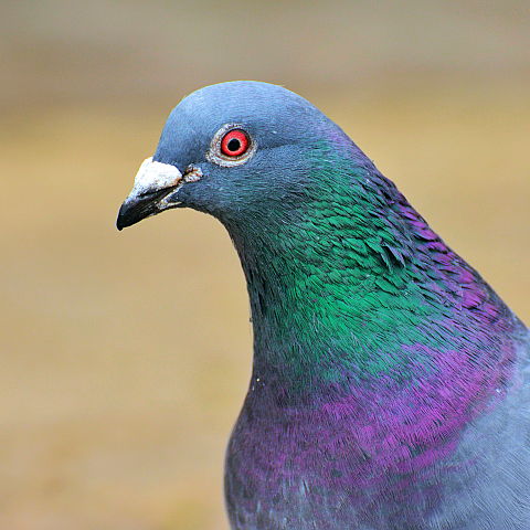 Krmivo pre holuby | Zmesi, vitamíny a doplnky výživy