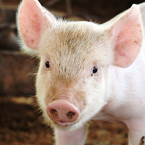 Krmivo pre ošípané | Granule, zmesi a doplnky výživy